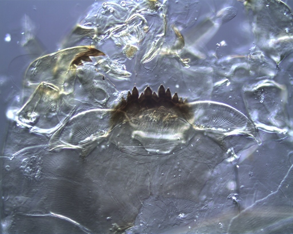 Benthic Macroinvertebrates & Biological Monitoring | EnviroScience ...