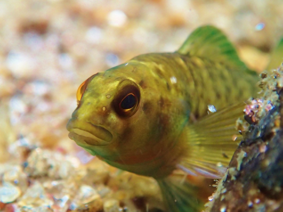 Andrew_fish - EnviroScience : EnviroScience