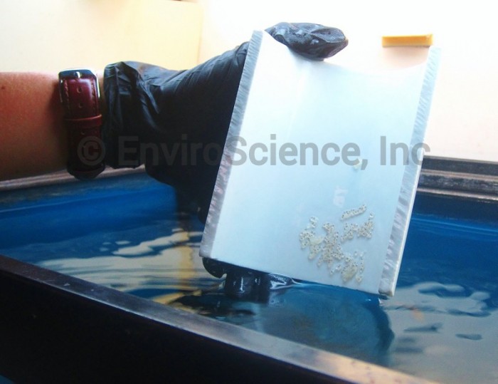Bioassay Fish Eggs - EnviroScience : EnviroScience