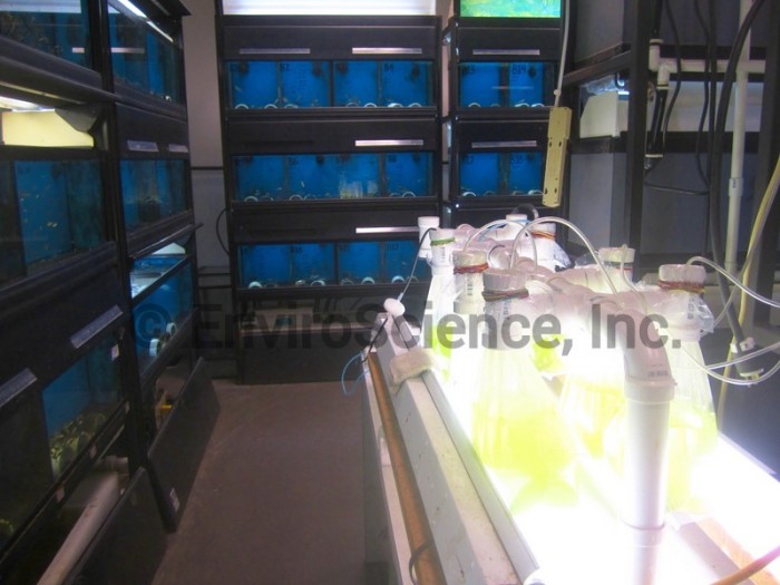 Fish Tanks in Bioassay Lab - EnviroScience : EnviroScience