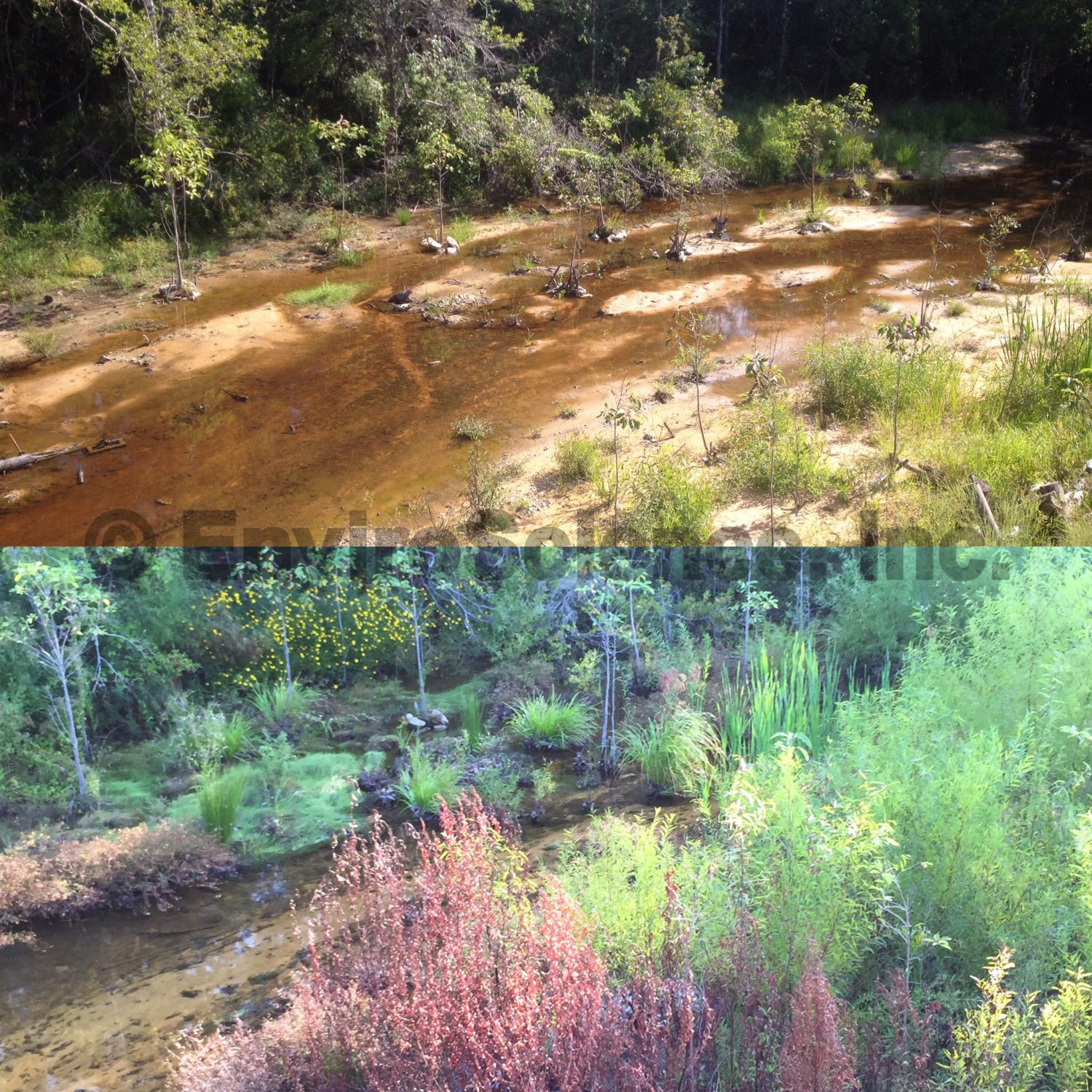 Wetland Restoration Services | EnviroScience, Inc. : EnviroScience