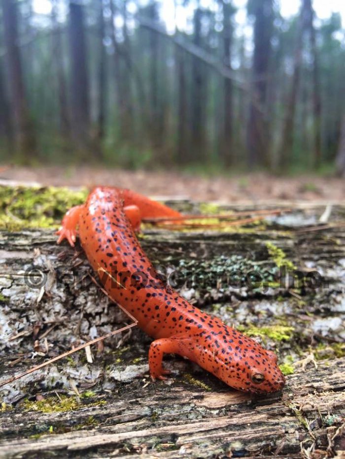 Red Salamander - Pseudotriton ruber_copy - EnviroScience : EnviroScience