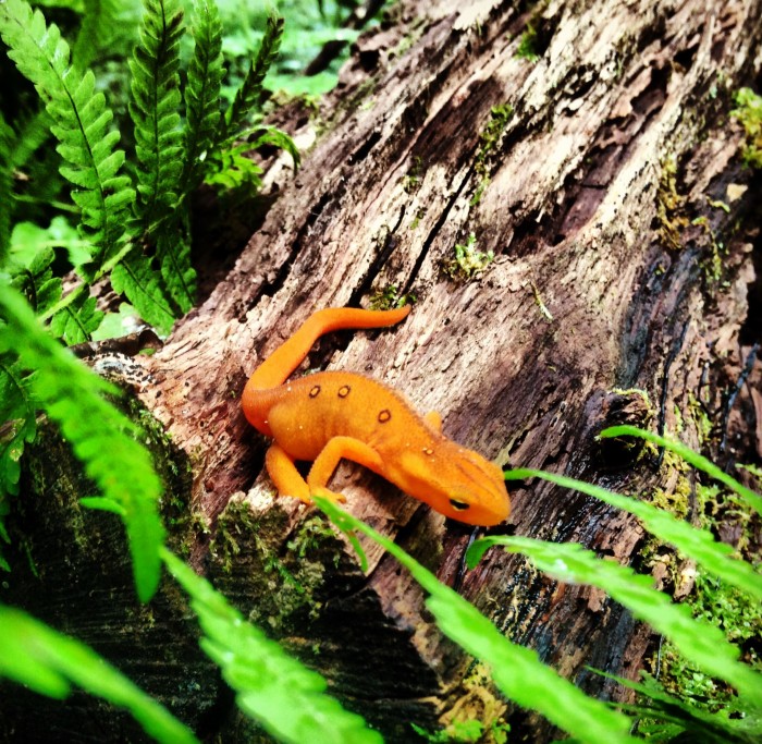 Red eft - EnviroScience : EnviroScience