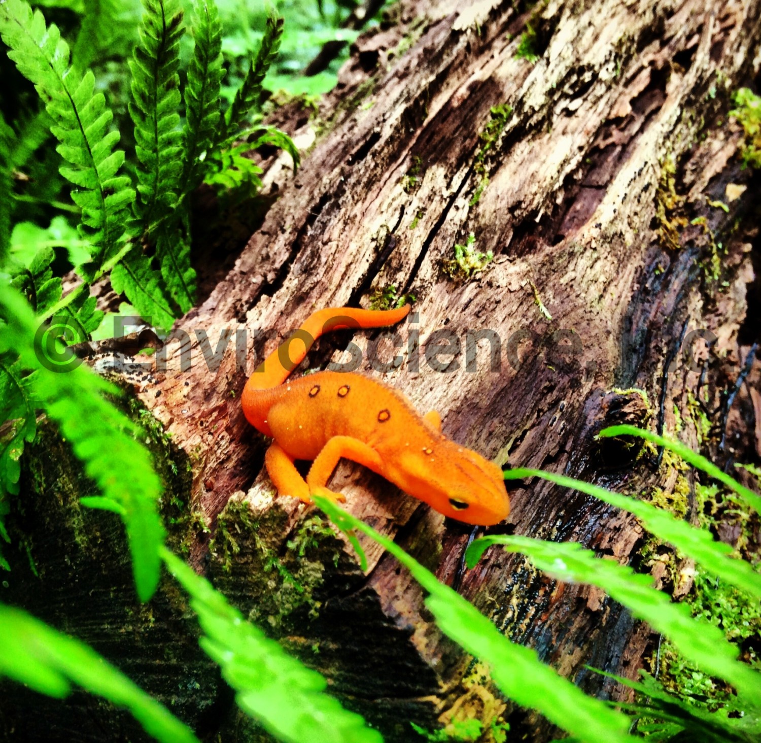 Red eft ES - EnviroScience : EnviroScience
