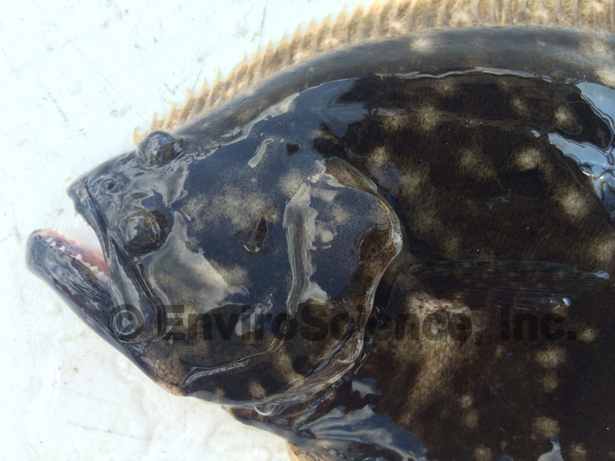 Southern Flounder - Paralichthys lethostigma collected for Human Health ...