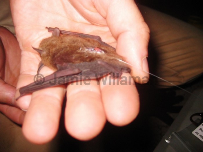 Tracking bats through radio transmission1 - EnviroScience : EnviroScience