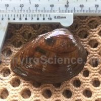 Endangered Mussel Surveys | EnviroScience, Inc. : EnviroScience