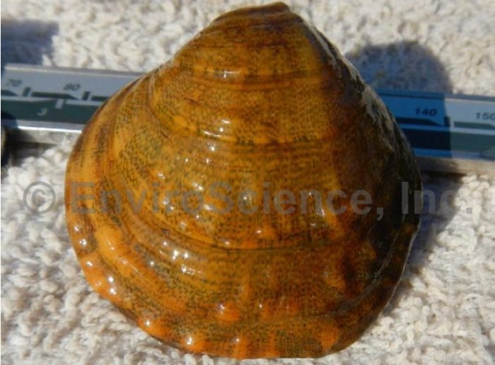 Fanshell - EnviroScience : EnviroScience