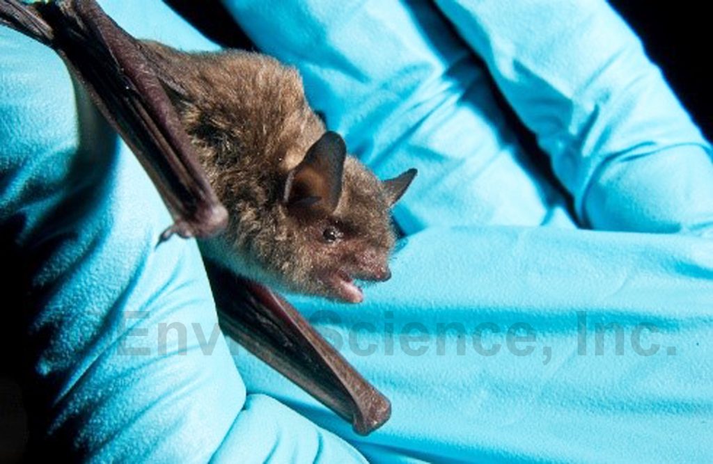 Endangered and Threatened Bat Survey Services : EnviroScience