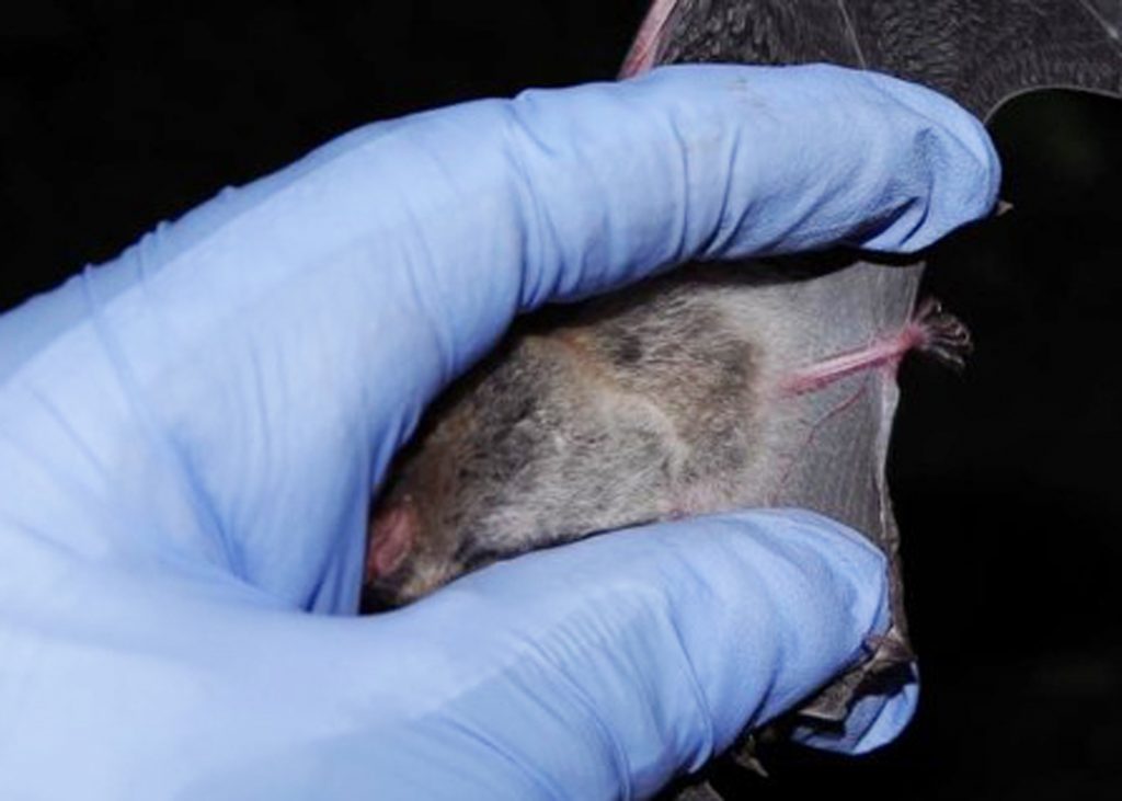 Keeled Calcar of Indiana Bat_ - EnviroScience : EnviroScience