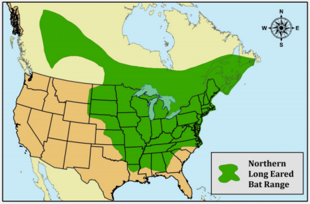Threatened and Endangered Bat Surveys | EnviroScience : EnviroScience
