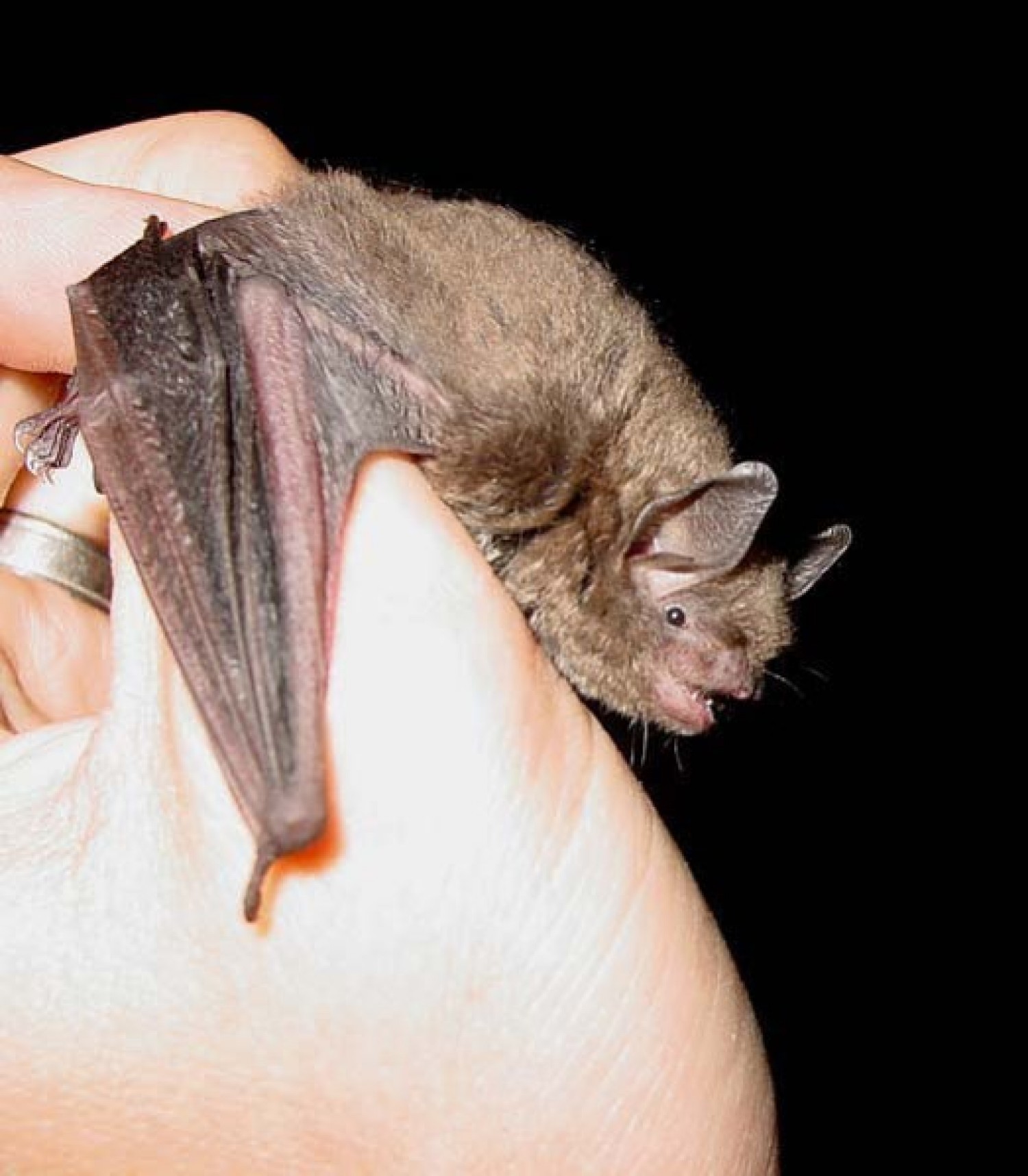 Northern Long-eared Bat - EnviroScience : EnviroScience