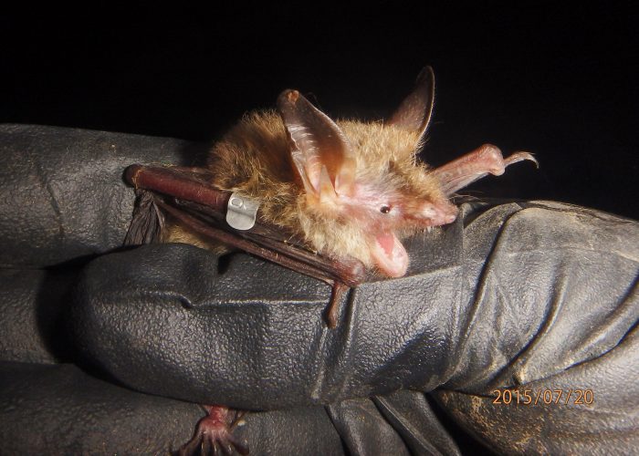 Northern Long-eared Bat - EnviroScience : EnviroScience