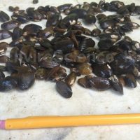 Endangered Mussel Surveys | EnviroScience, Inc. : EnviroScience