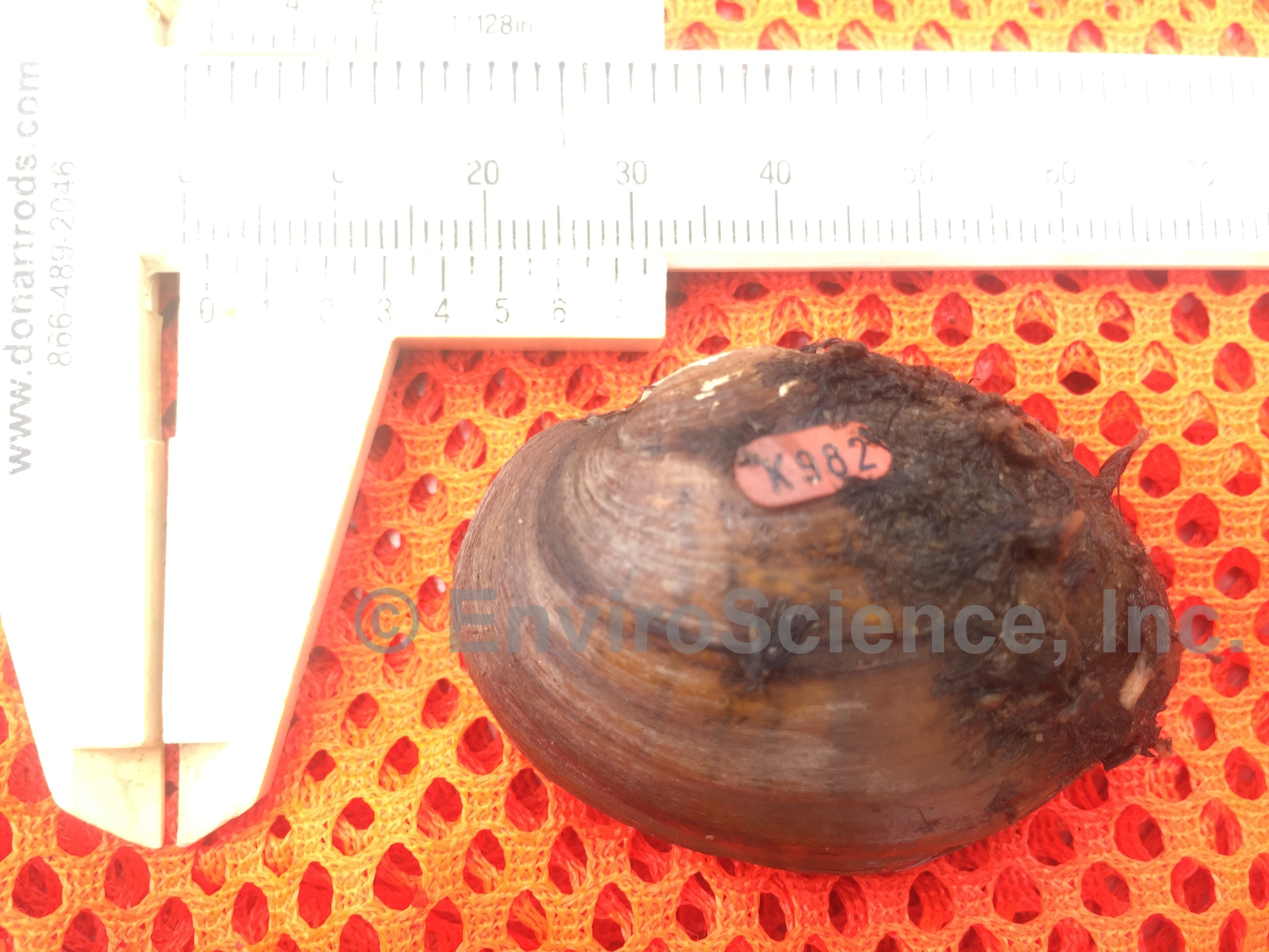 Endangered Mussel Surveys | EnviroScience, Inc. : EnviroScience