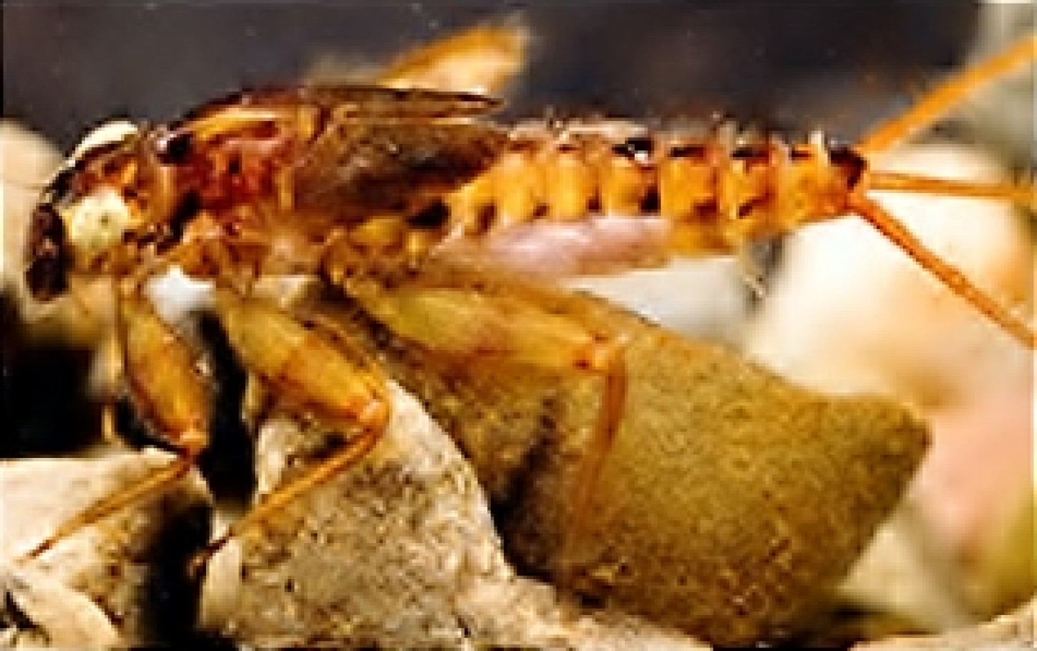 Benthic Macroinvertebrates & Biological Monitoring | EnviroScience ...