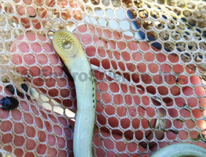 Ohio Lamprey - Ichthyomyzon bdellium on the Alleghany River_copy ...
