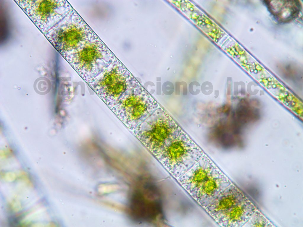 Algae Identification, Analysis, and Lab Services - EnviroScience ...