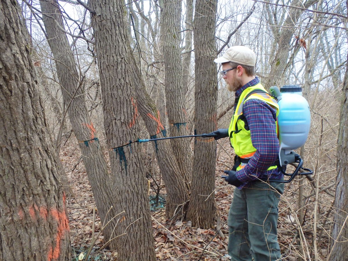 Invasive Species Control | EnviroScience, Inc. : EnviroScience