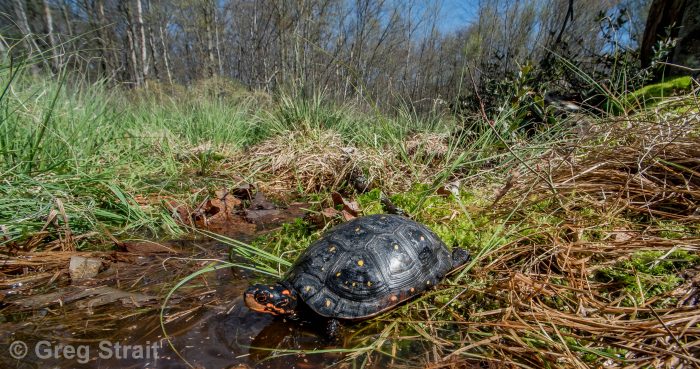Ohio's Threatened Turtles: Habitat Information and Project Options ...