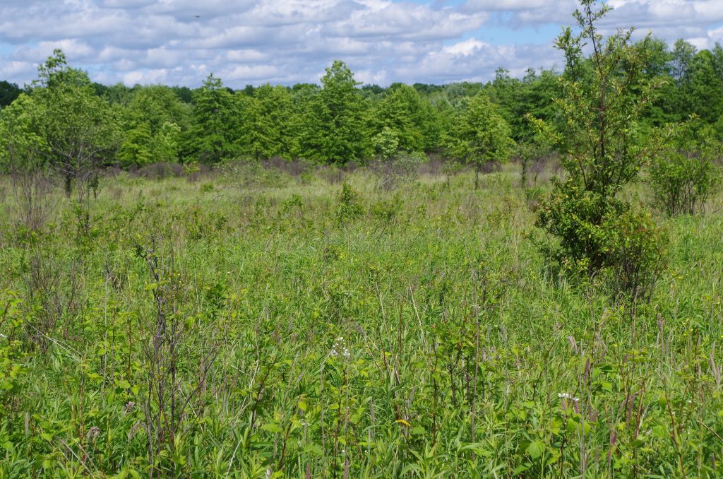 Eastern Massasauga Rattlesnake Project Coordination - EnviroScience ...