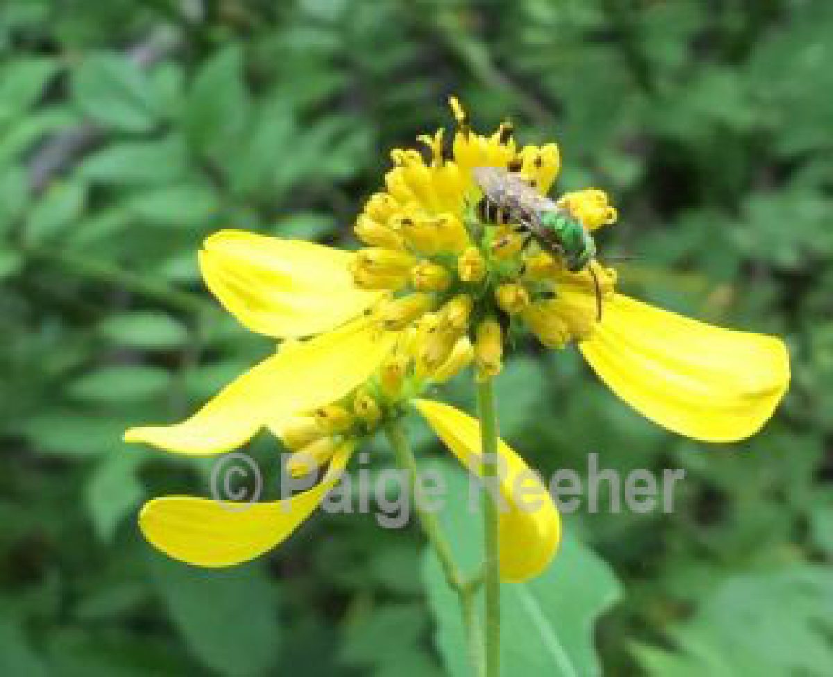 Declining Pollinator Populations? Here's How You Can Help : EnviroScience