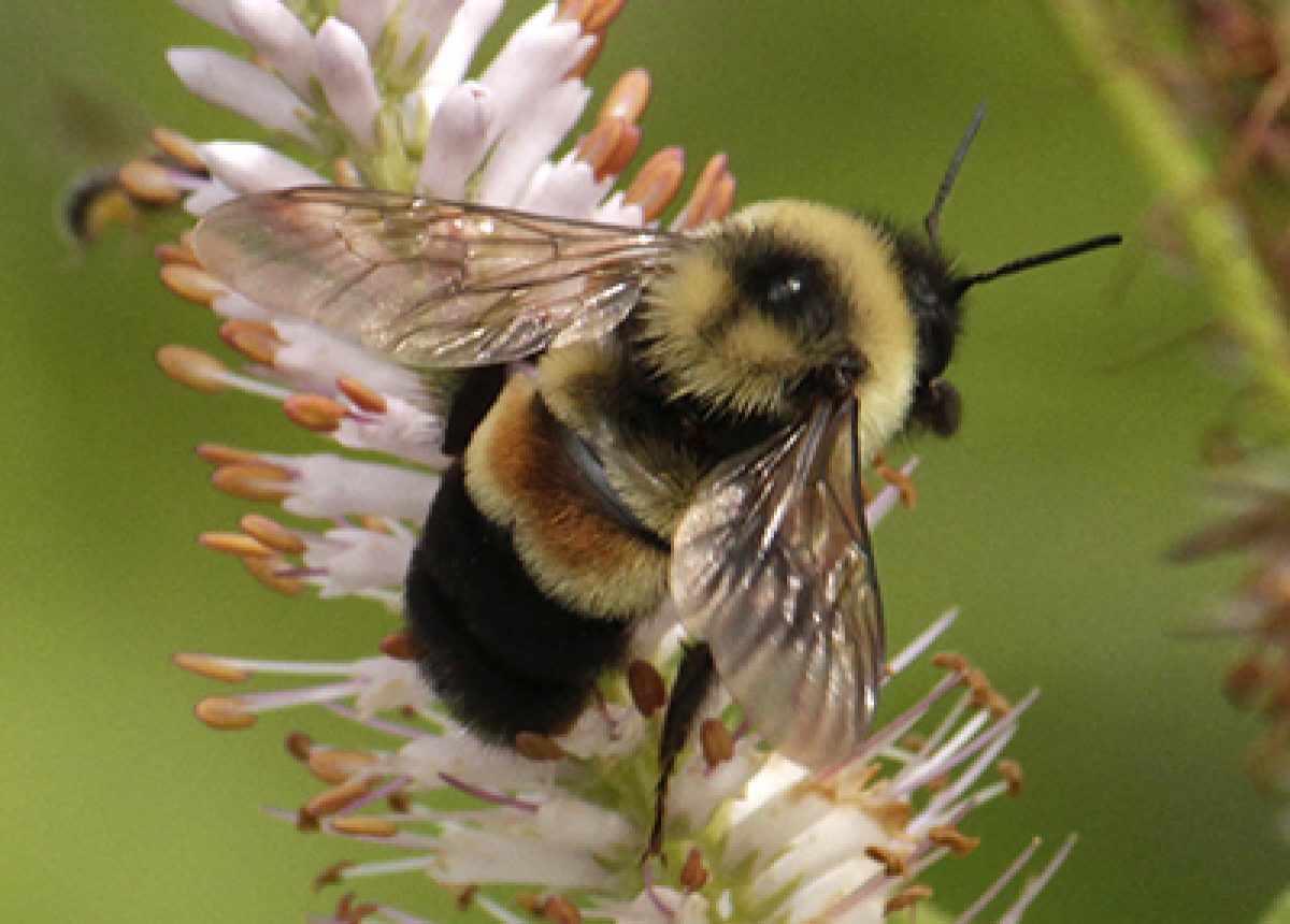 EnviroScience Now Permitted in West Virginia for Rusty Patched Bumble ...