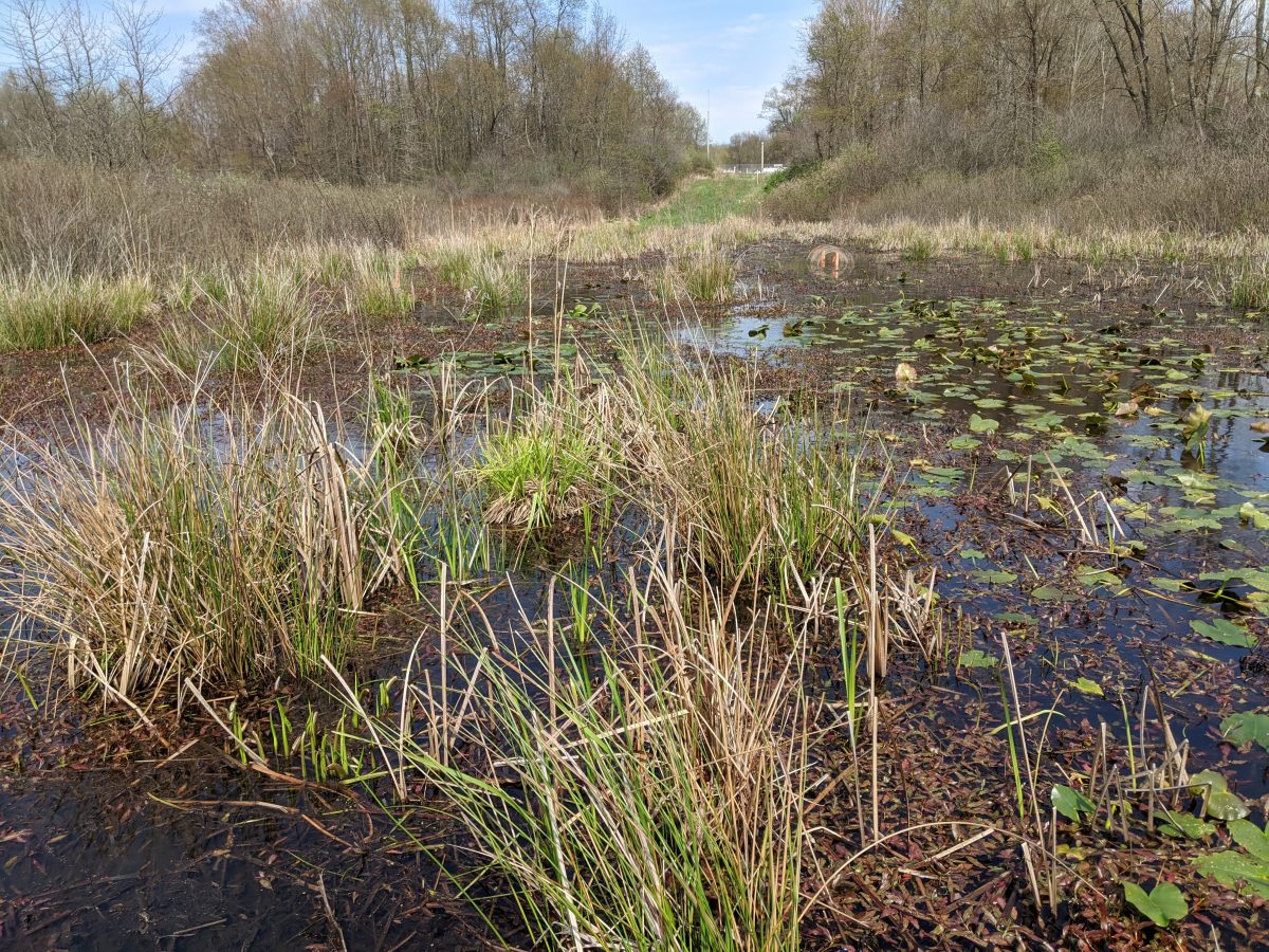 EnviroScience Wetland Services Overview - EnviroScience : EnviroScience
