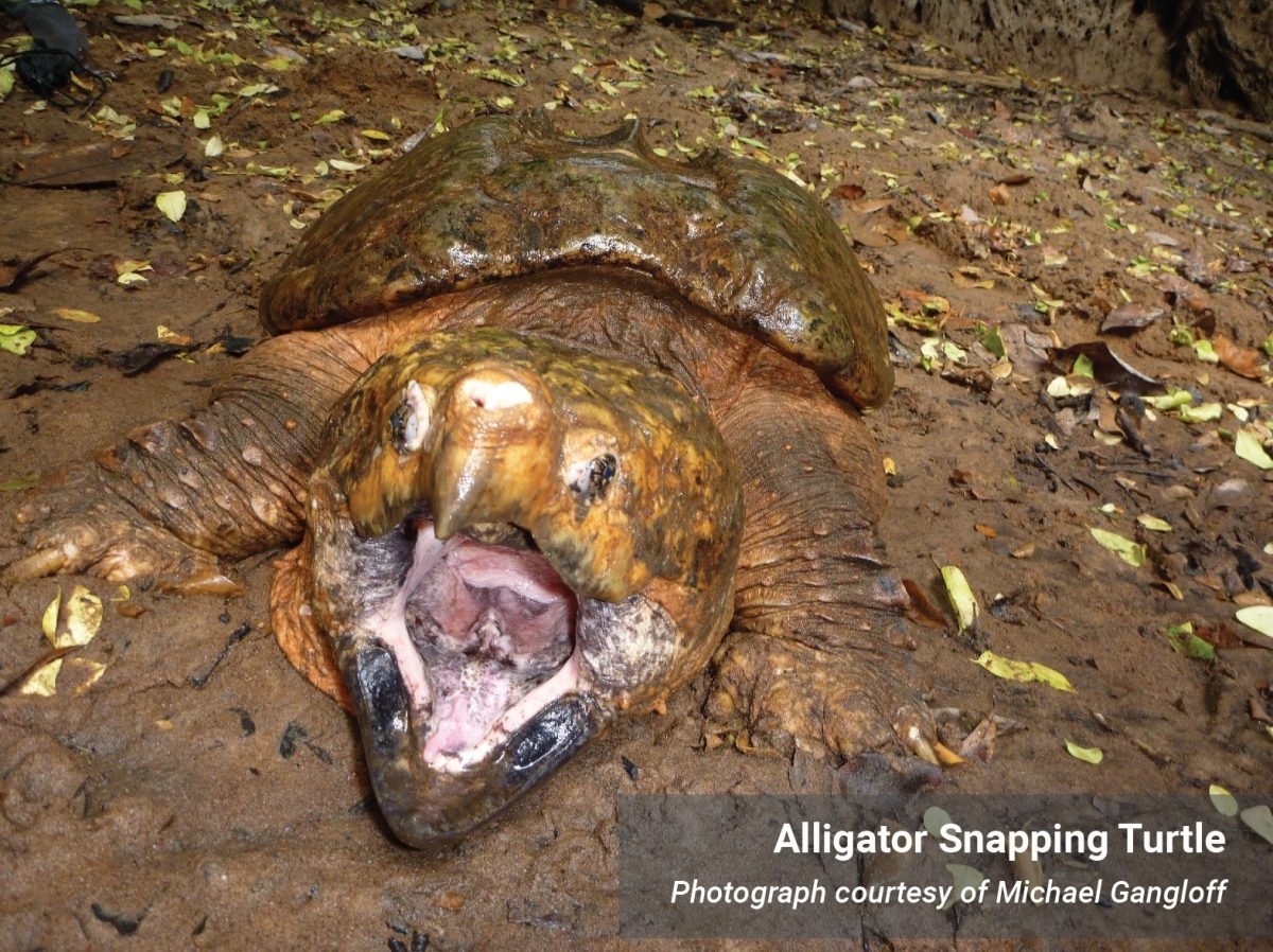 Alligator Snapping Turtle Listed as Threatened - EnviroScience ...