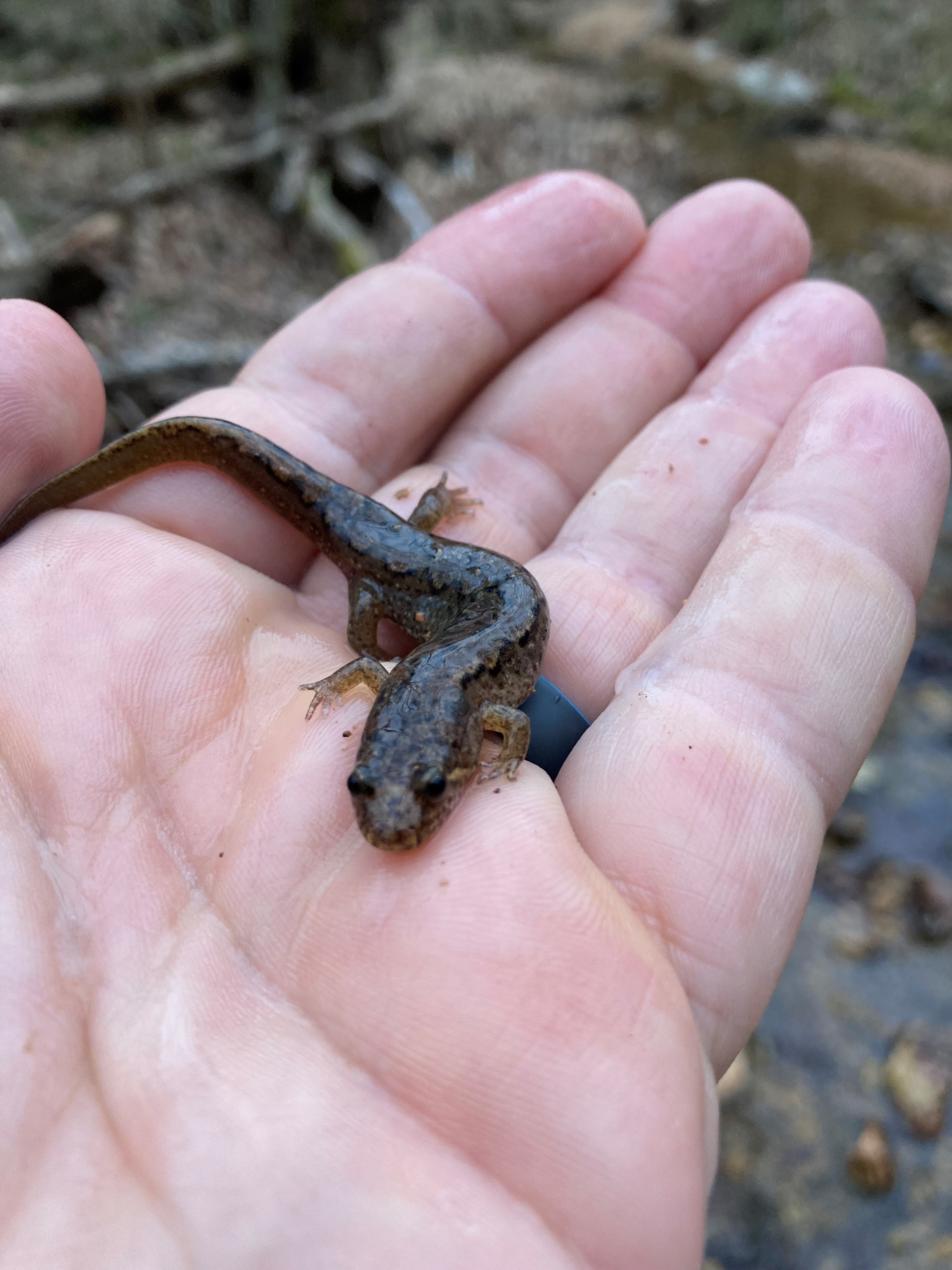 Southern Dusky Salamander