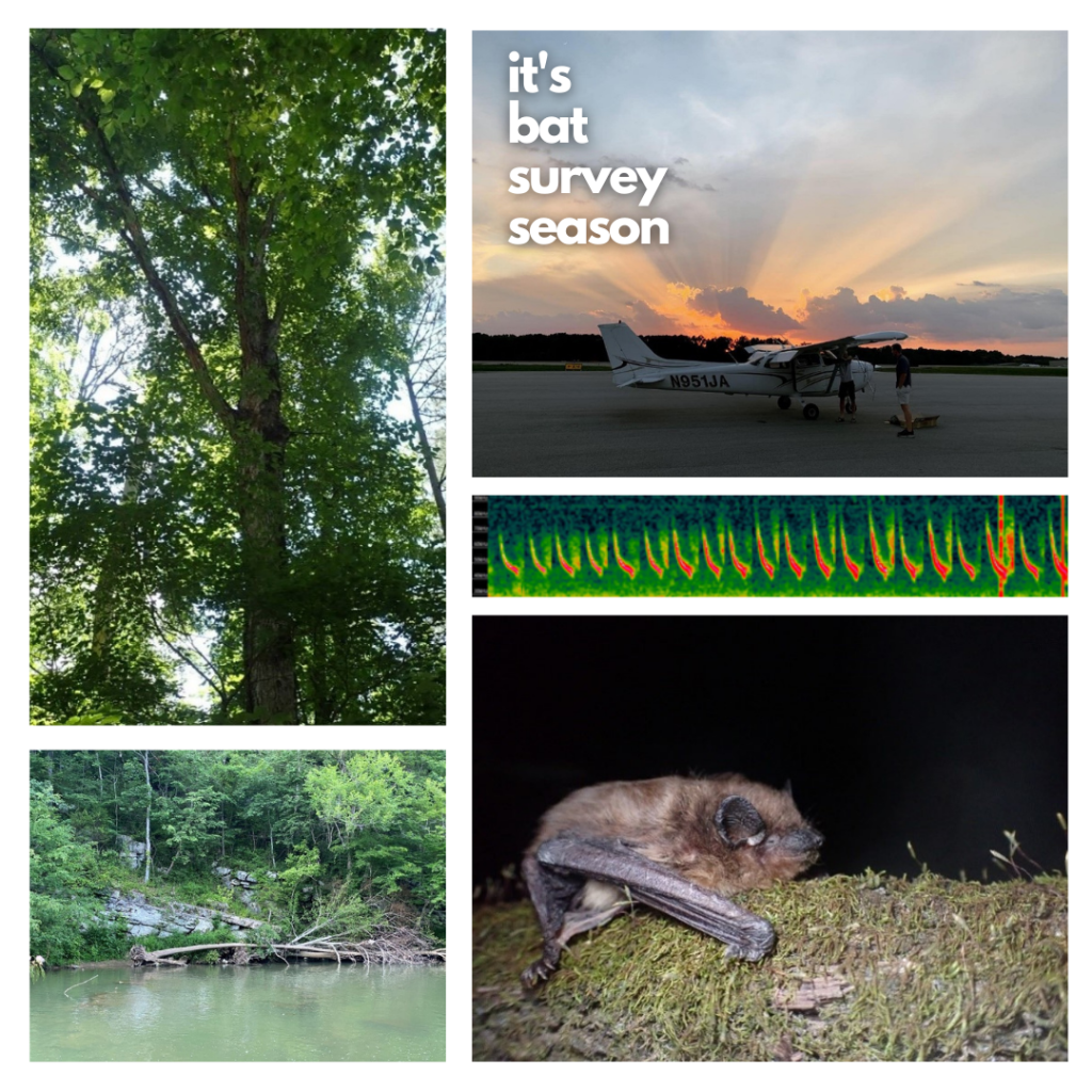 Bat Survey Season - EnviroScience : EnviroScience