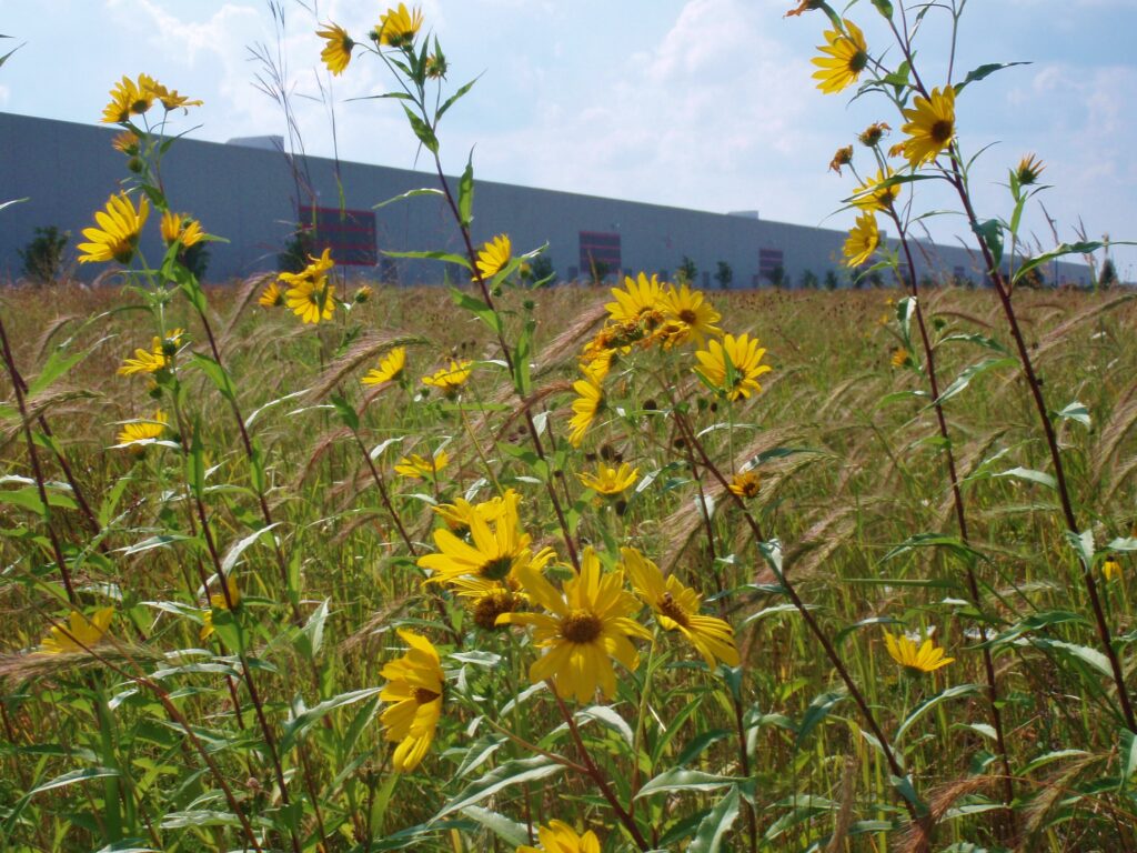 Prairie_Installation_5_NoExif - EnviroScience : EnviroScience