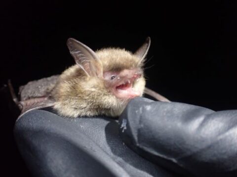 Northern Long-Eared Bat Endangered - EnviroScience : EnviroScience