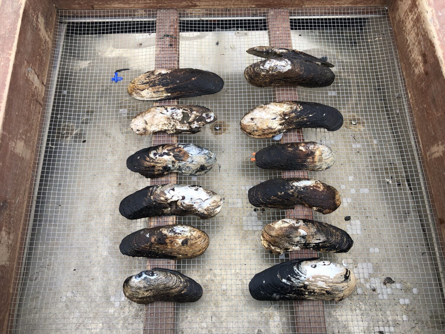 Spectaclecase mussels_fromEG_NoExif - EnviroScience : EnviroScience