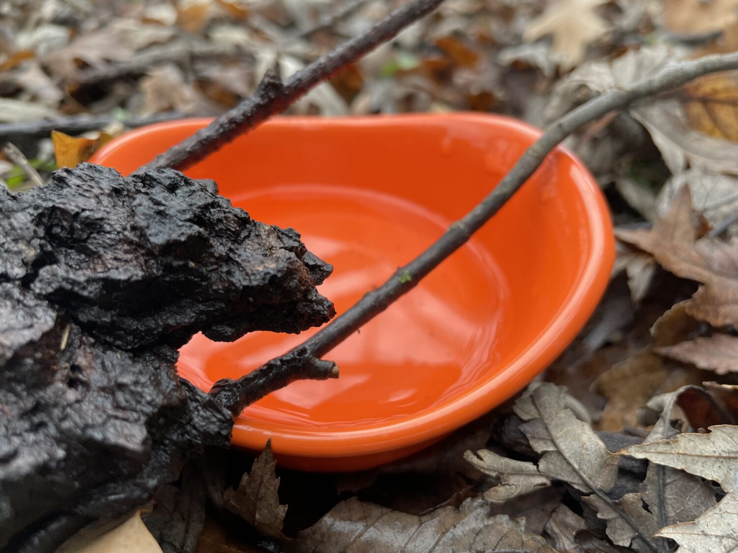 How to Support Wildlife During the Winter - EnviroScience : EnviroScience