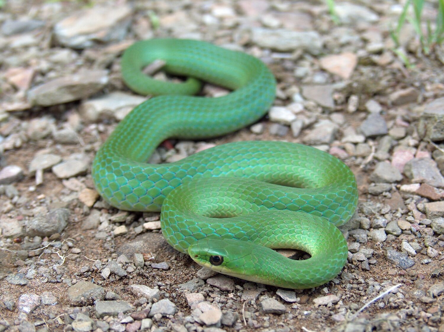 National Serpent Day - EnviroScience Features Snake Services ...
