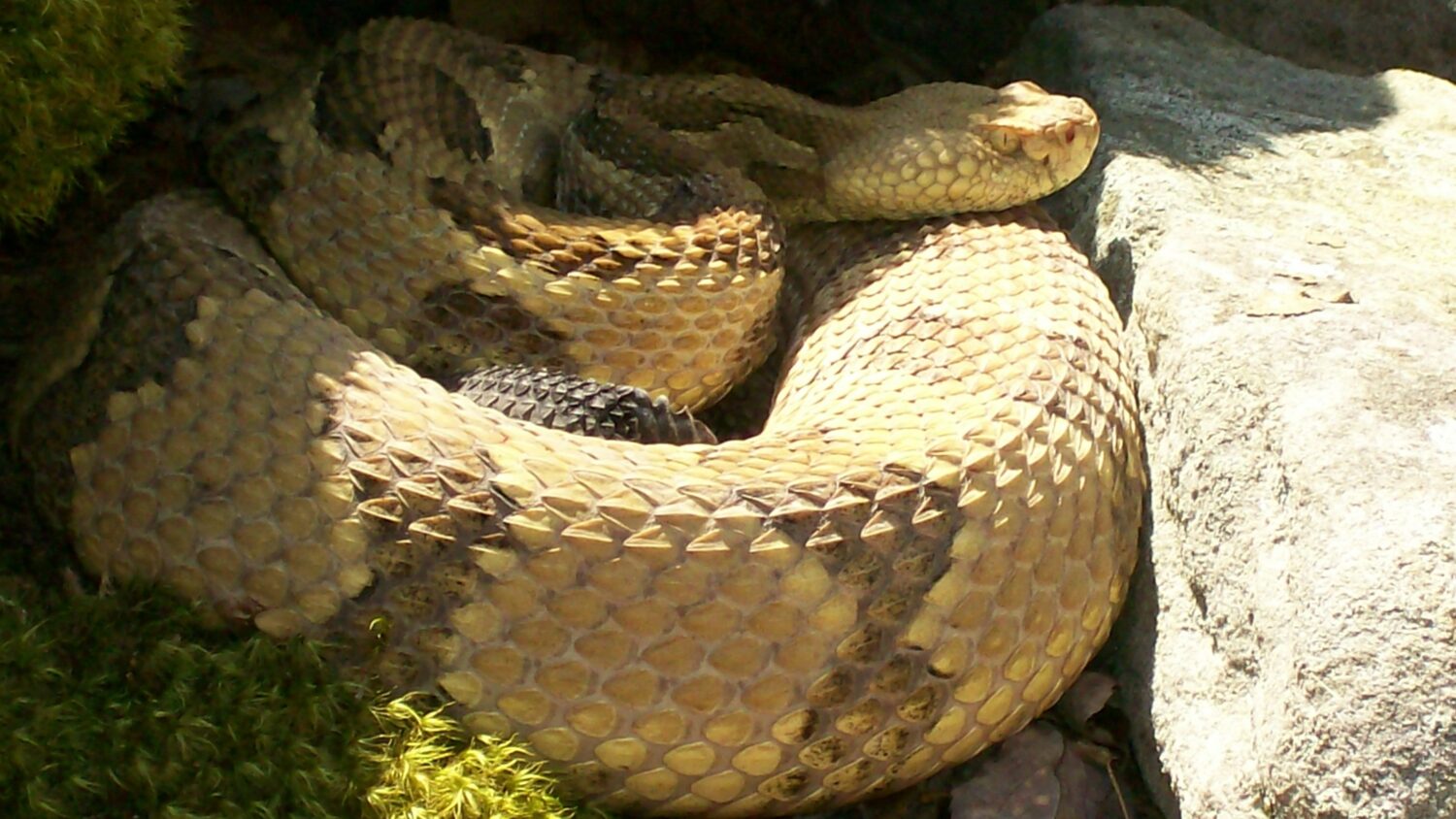 National Serpent Day - EnviroScience Features Snake Services ...