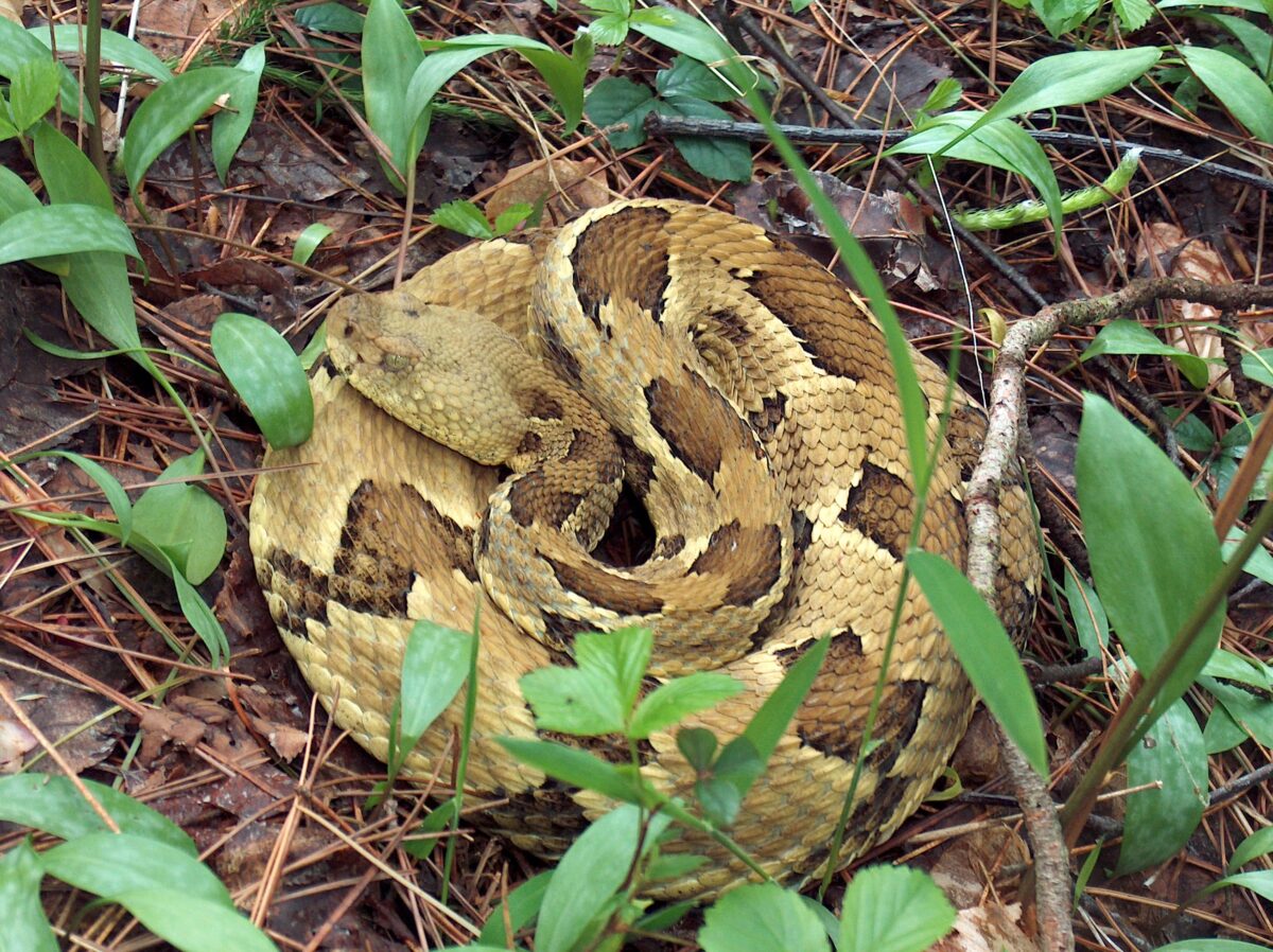 National Serpent Day - EnviroScience Features Snake Services ...