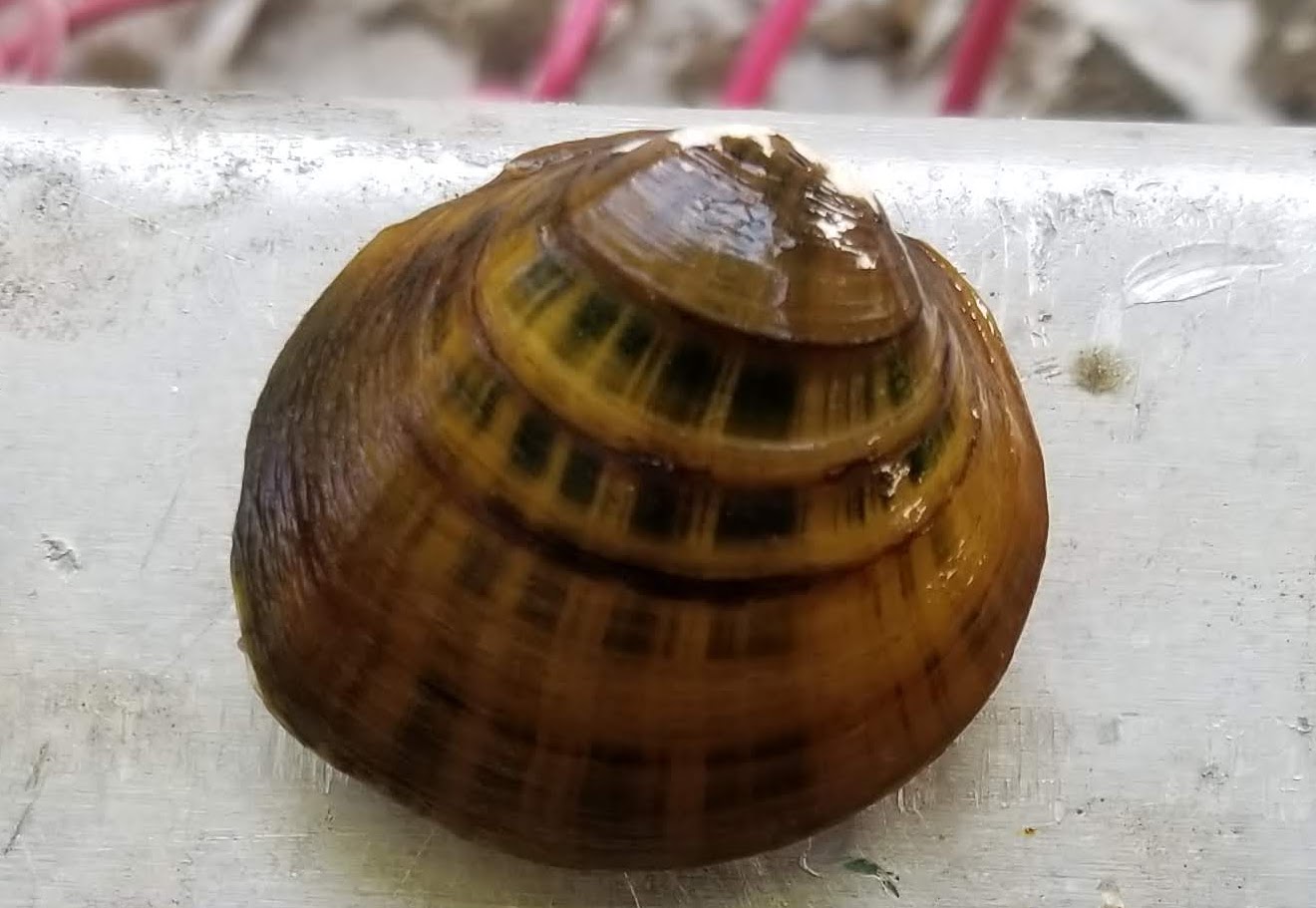 Longsolid & Round Hickorynut Freshwater Mussels | EnviroScience ...