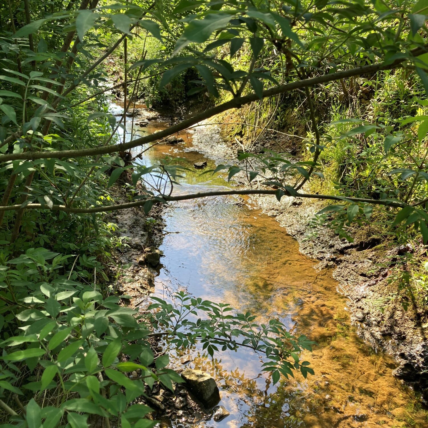 Navigating Ohio EPA’s New Wetlands & Streams Regulations ...