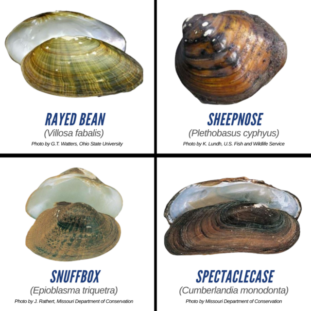USFWS Announces Final Recovery Plan for Endangered Mussels ...