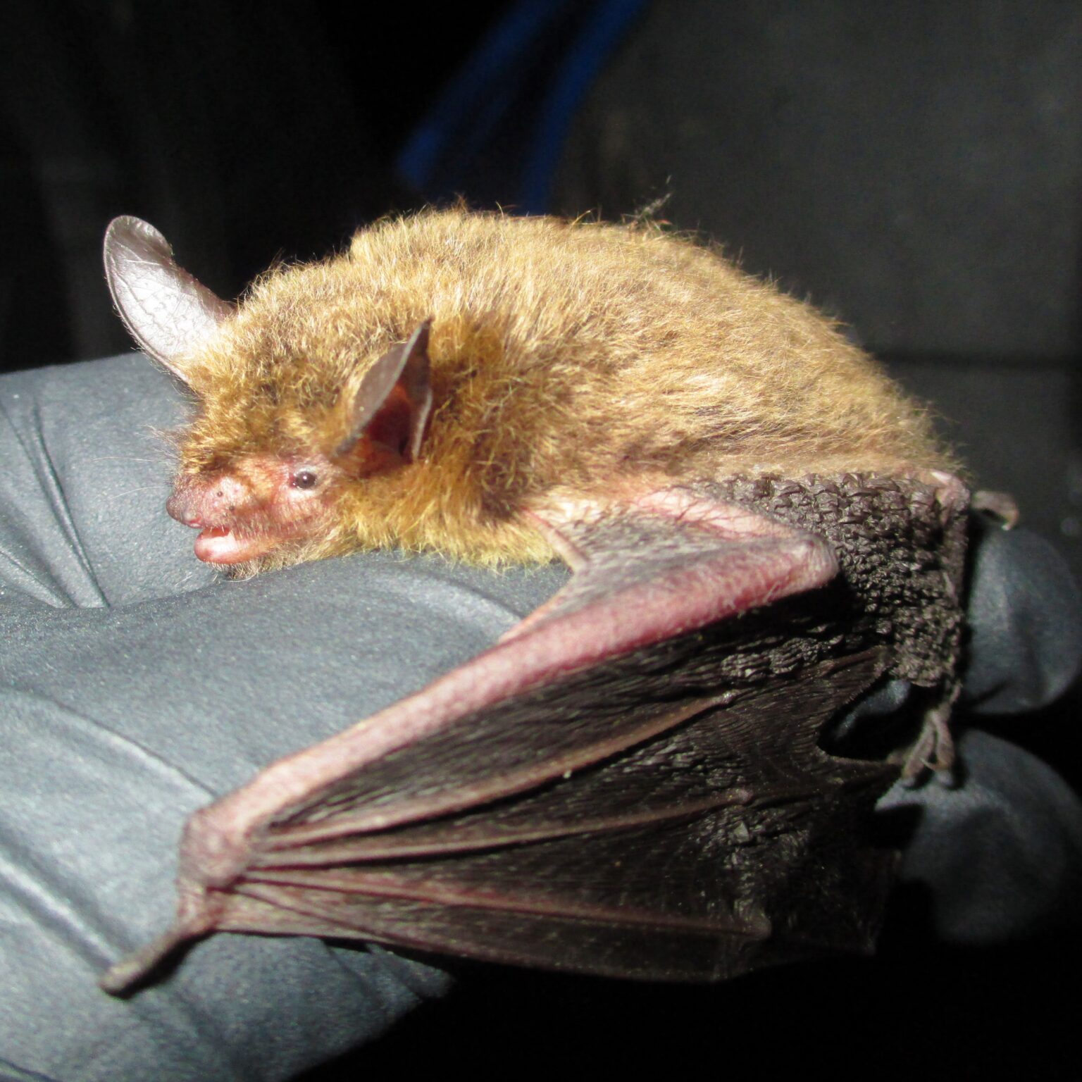 Threatened and Endangered Bat Surveys | EnviroScience : EnviroScience