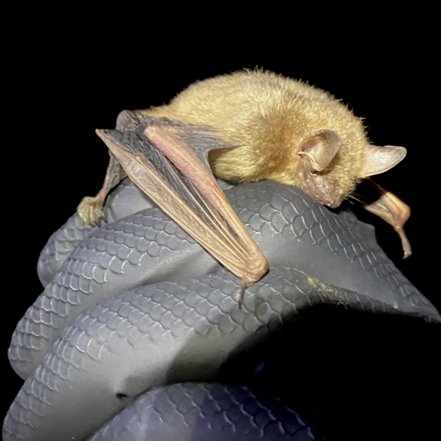 ESA Compliance for NLEB & Tricolored Bats: Updated Guidance ...