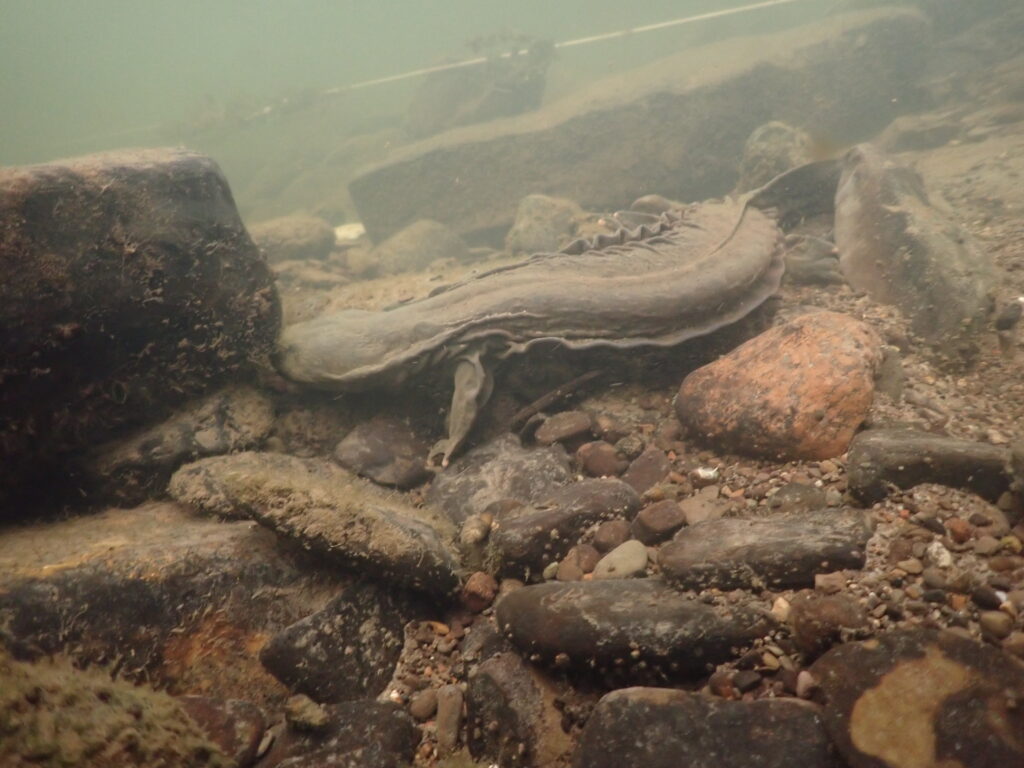 Eastern Hellbender Proposed for Endangered Species | EnviroScience ...