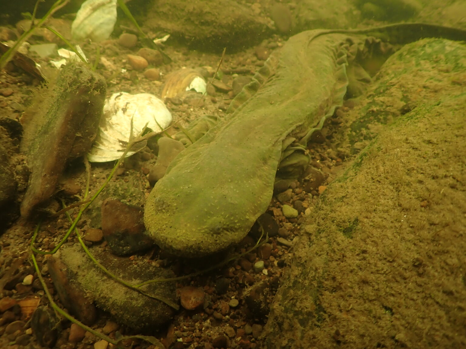 Eastern Hellbender Proposed for Endangered Species | EnviroScience ...