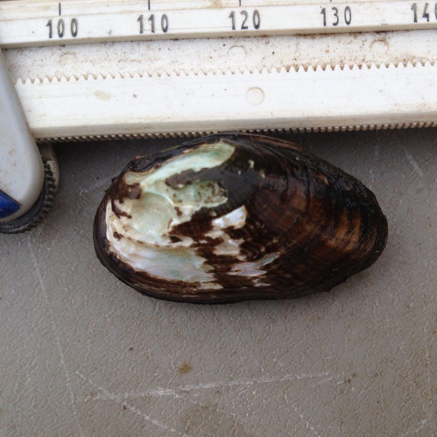 USFWS Proposes Critical Habitat for Freshwater Mussels | EnviroScience ...