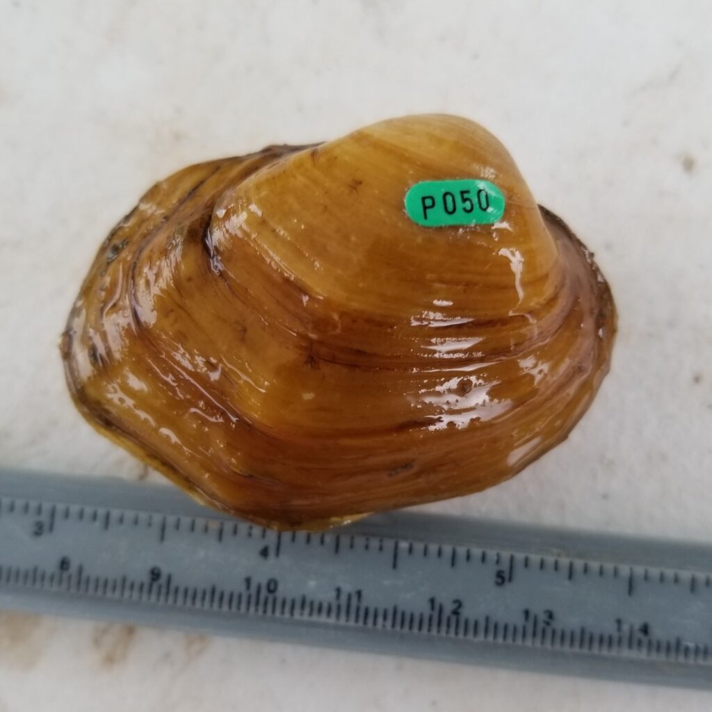 USFWS Proposes Critical Habitat for Freshwater Mussels | EnviroScience ...