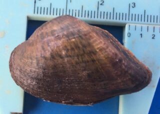 USFWS Proposes Critical Habitat for Freshwater Mussels | EnviroScience ...